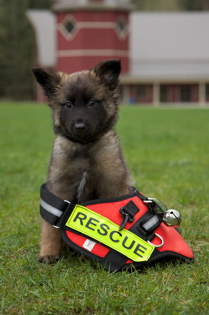 GSAR Canine Team Information | British Columbia Search Dog Association